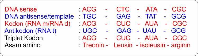SINTESIS PROTEIN (latihan soal) - Belajar Asyik
