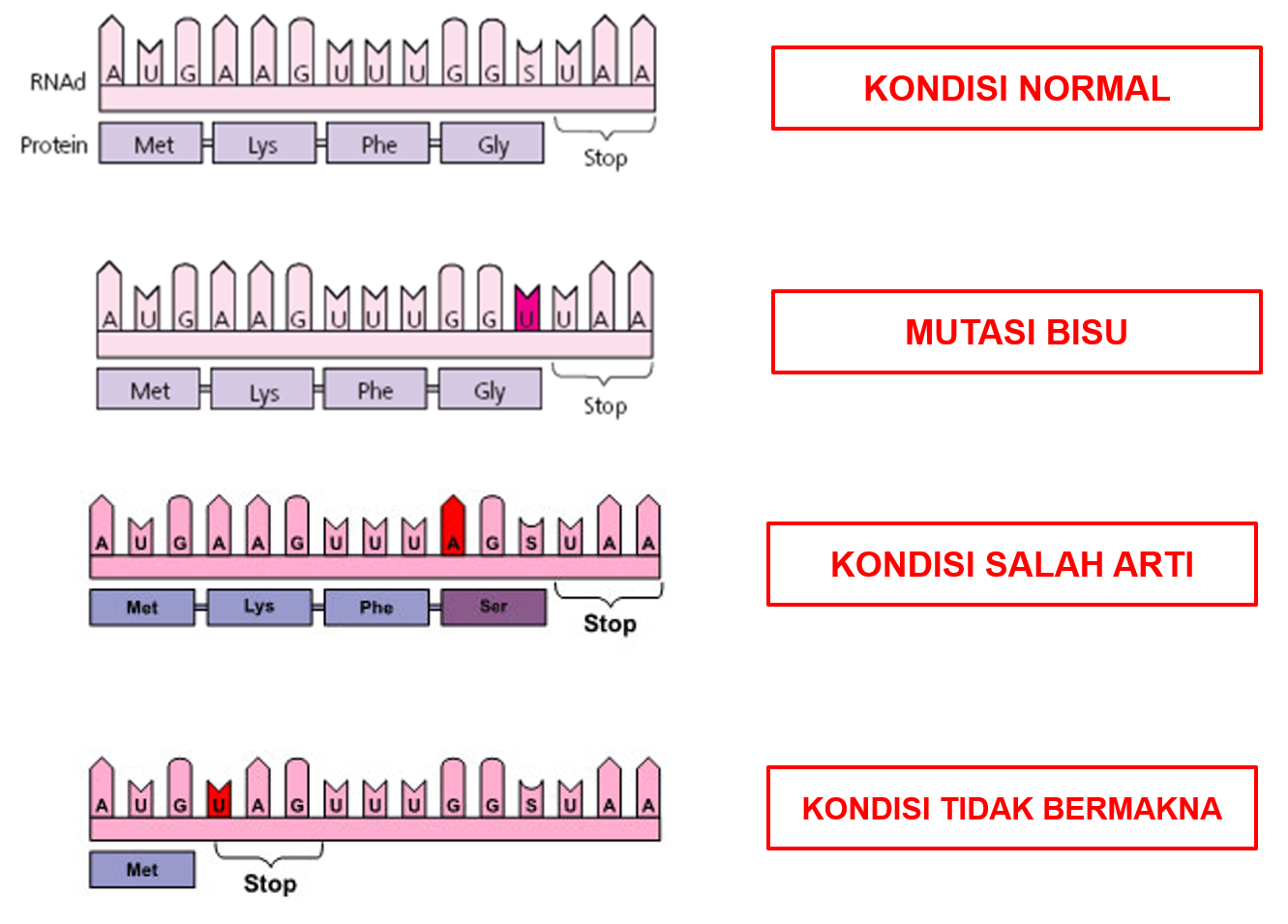 MUTASI GENETIK - Page 2 of 3 - Belajar Asyik
