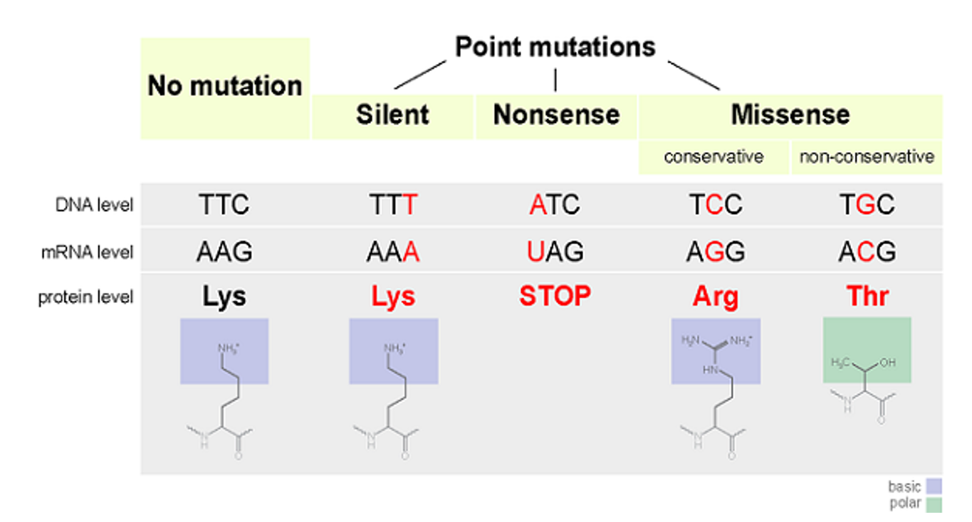 MUTASI GENETIK - Page 2 of 3 - Belajar Asyik