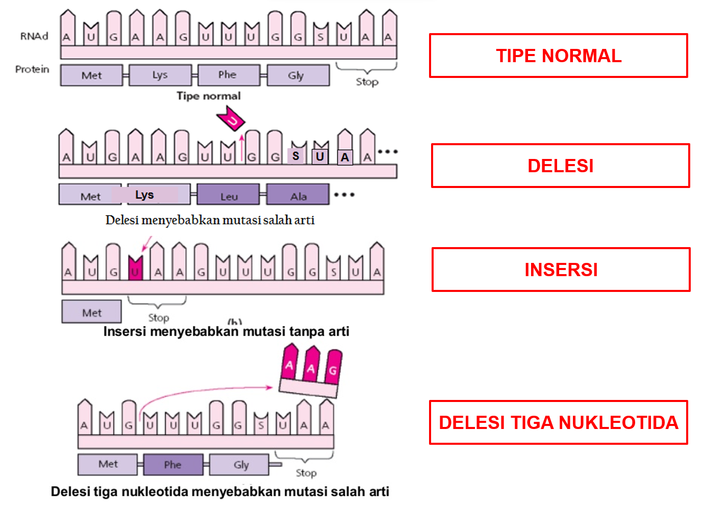 MUTASI GENETIK - Page 2 of 3 - Belajar Asyik