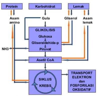 PERSIAPAN TKA (PART 4) METABOLISME